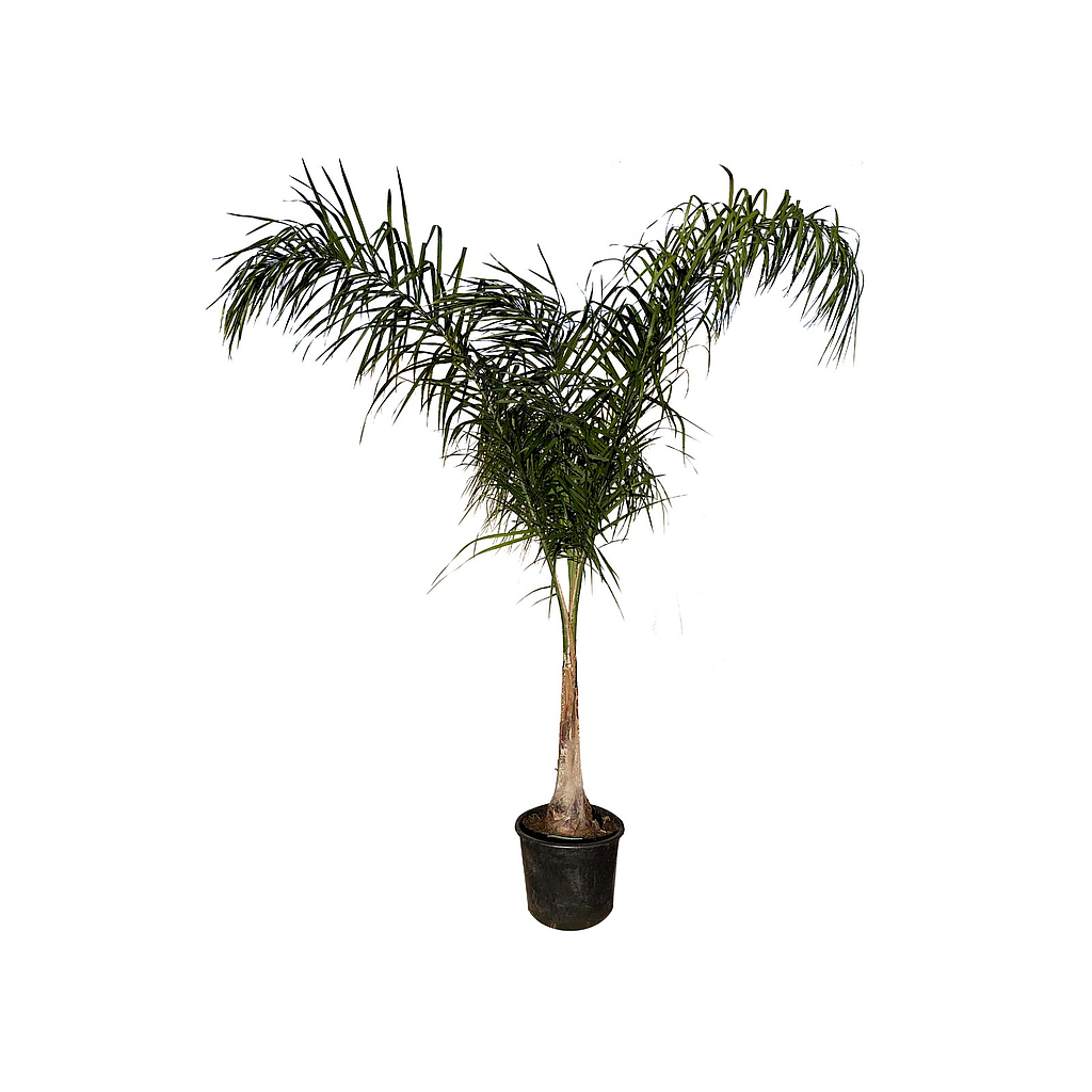 Arecastrum romanzoffianum : Palm h cm 220/230, vase diameter cm 35 x h ...